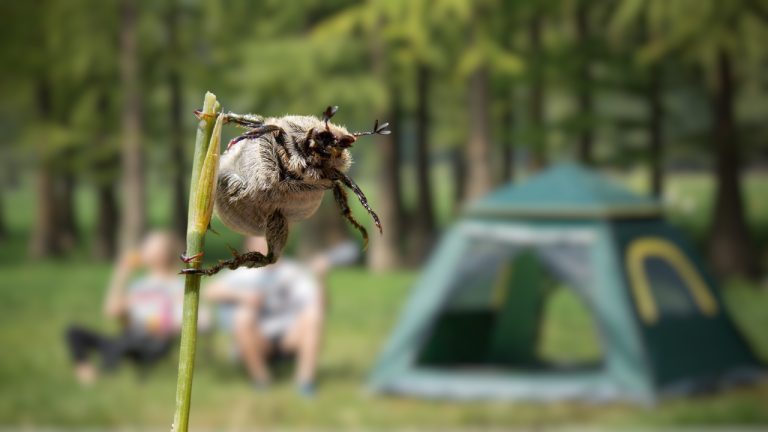How to Keep Bugs Out of Your Tent: 7 Proven Strategies - Outdoor Zone